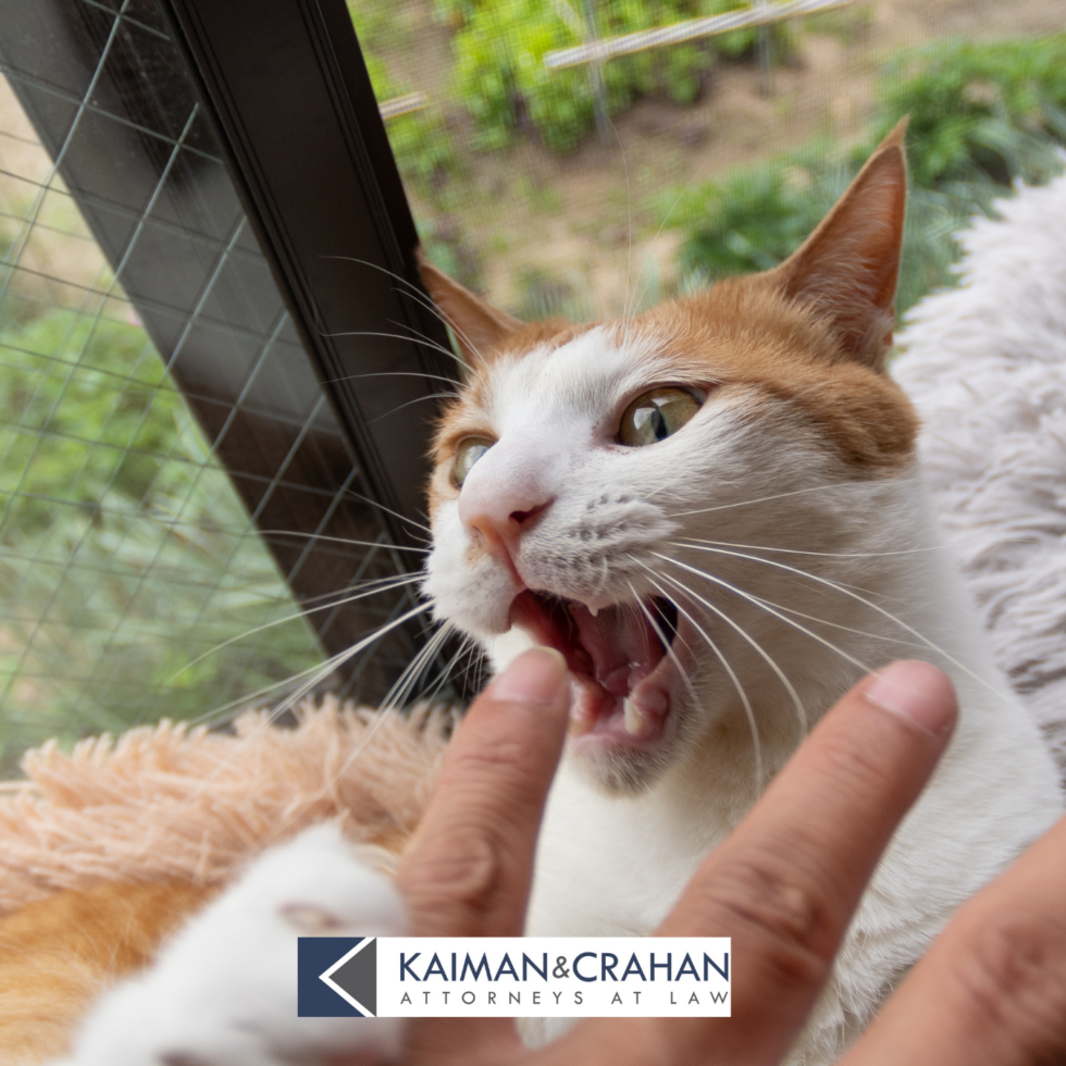 Understanding Your Legal Options After a Cat Bite - Your Louisville ...